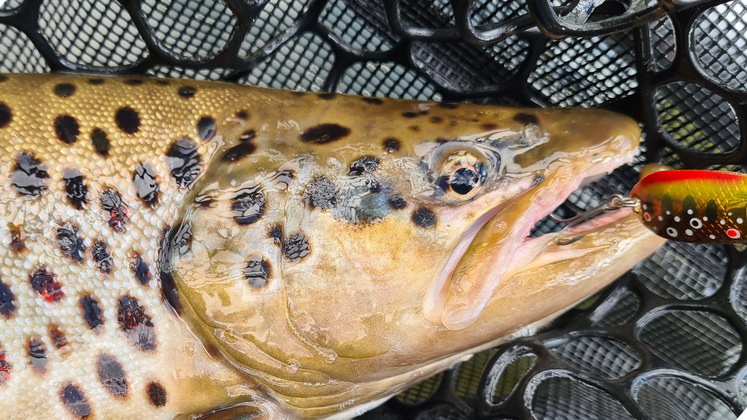 Cele mai bune oscilante Hand Made pentru pastrav – EVO FISHING